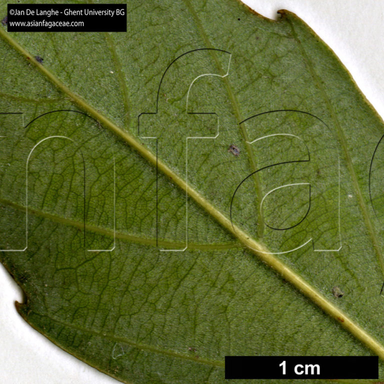Quercus glauca Thunb. - AsianFagaceae.com