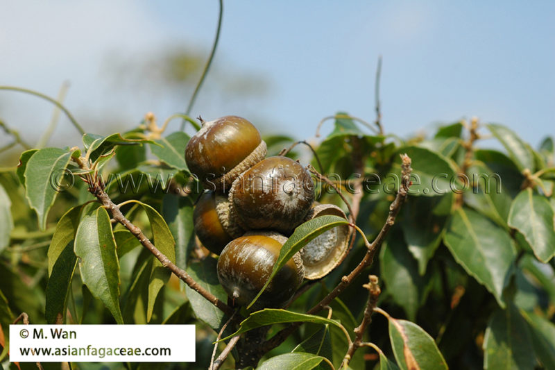 Fagaceae of Taiwan - AsianFagaceae.com