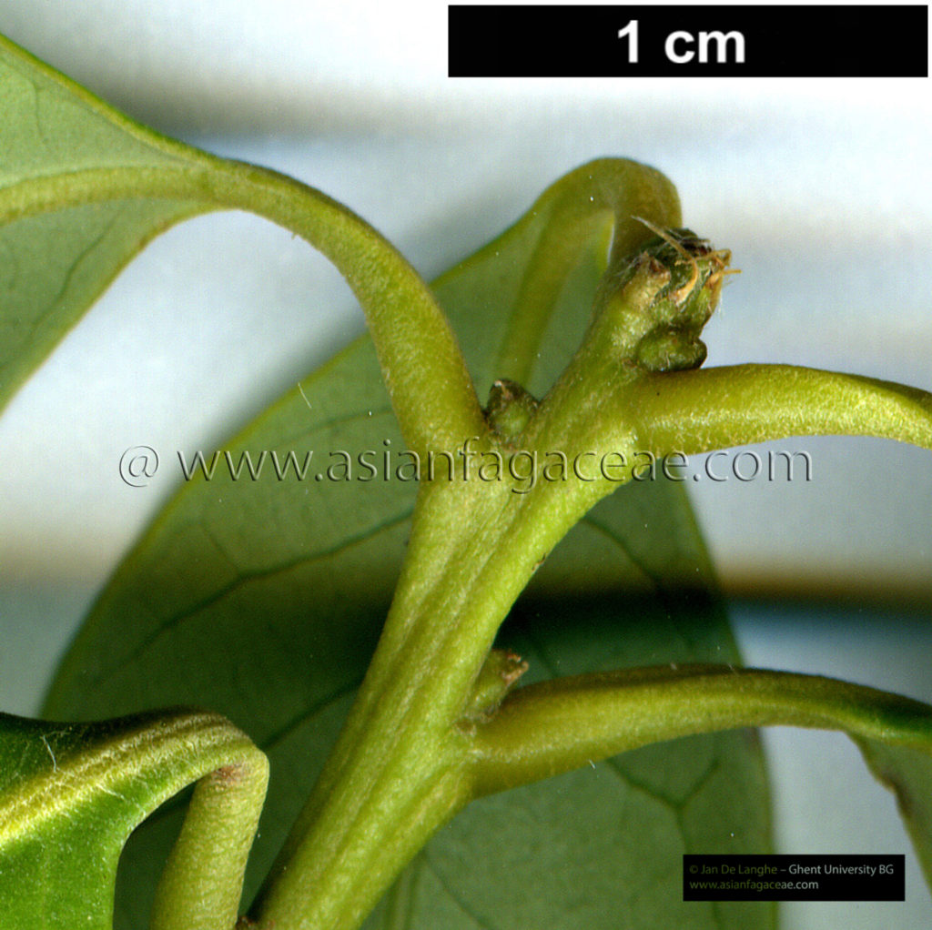 Lithocarpus variolosus (Franch.) Chun - AsianFagaceae.com