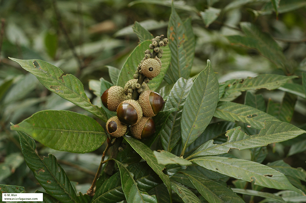 AsianFagaceae.com | Asian Fagaceae