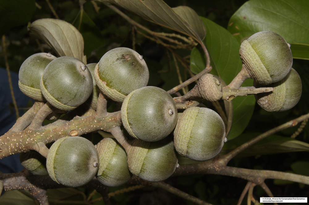 AsianFagaceae.com | Asian Fagaceae