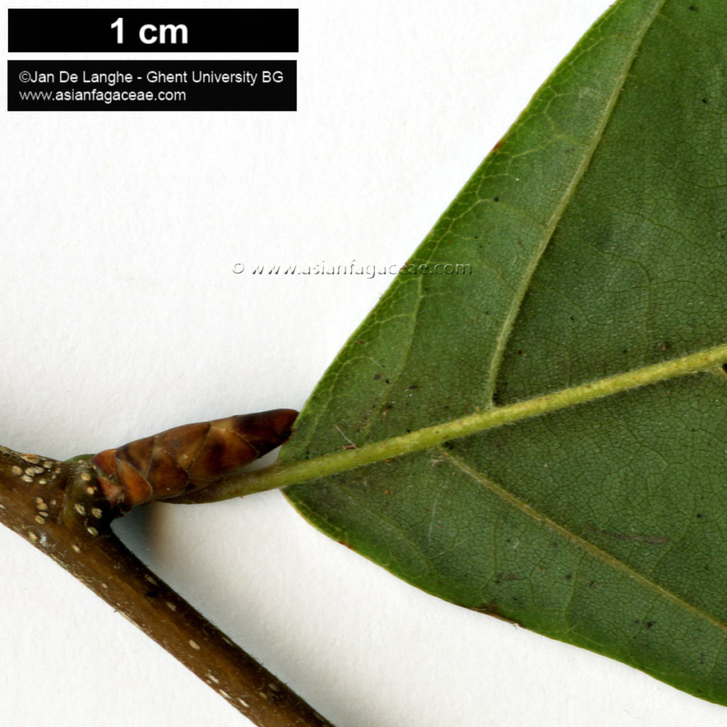 Fagus sinensis Oliv. - AsianFagaceae.com