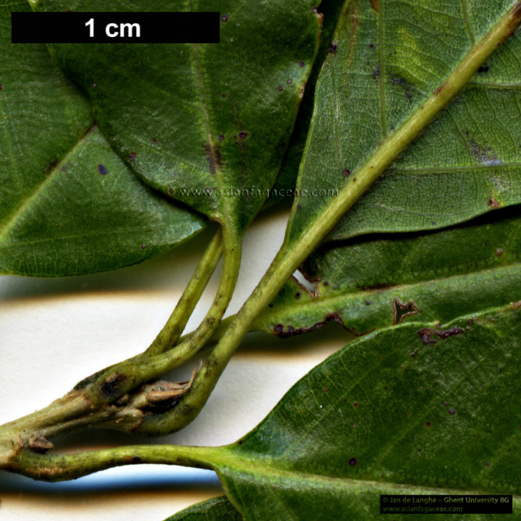 Quercus stenophylloides Hayata - AsianFagaceae.com