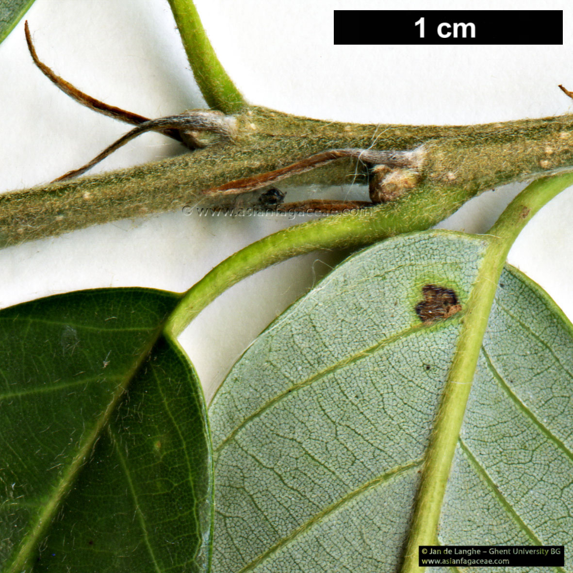Quercus stenophylloides Hayata - AsianFagaceae.com