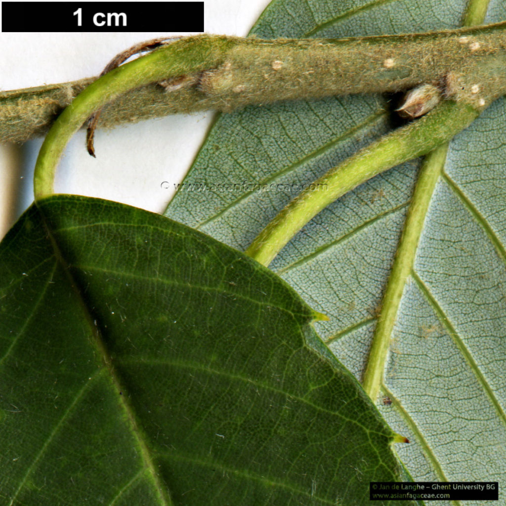 Quercus stenophylloides Hayata - AsianFagaceae.com