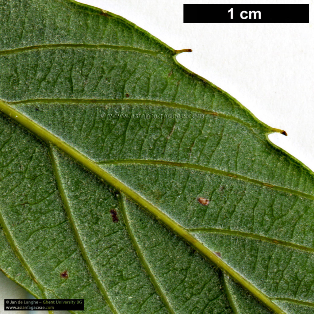 Quercus stenophylloides Hayata - AsianFagaceae.com
